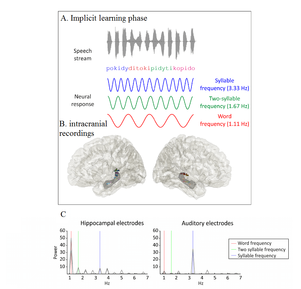 Hippocampal and auditory contributions to speech segmentation | ILCB
