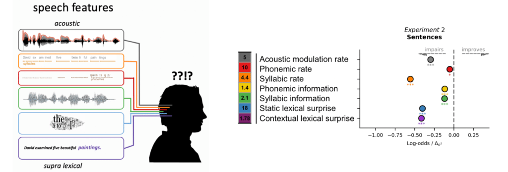 Multilevel Linguistic Features Constrain Speech Comprehension | ILCB