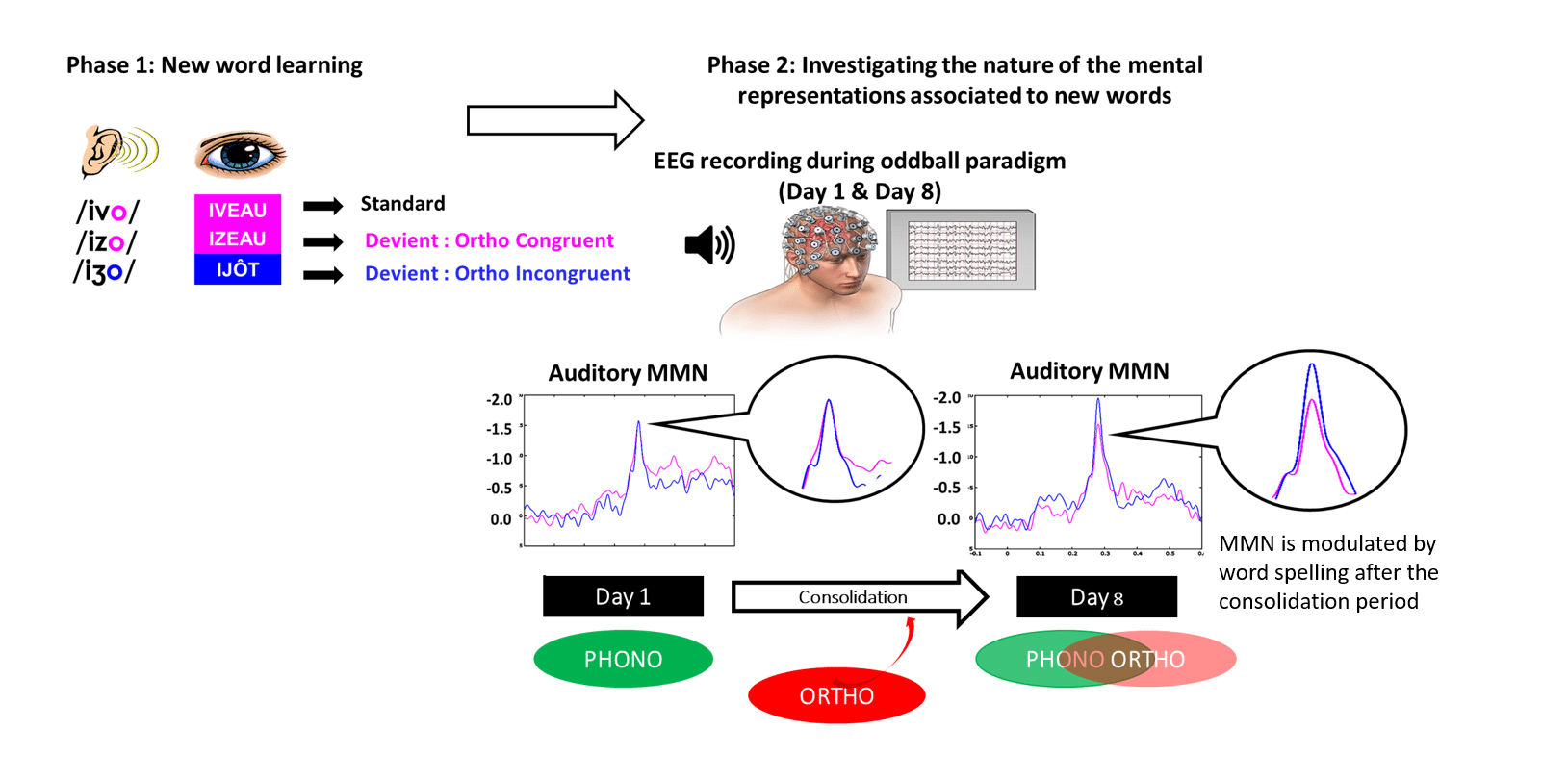 On the Nature of Speech Representations in the Literate Brain | ILCB
